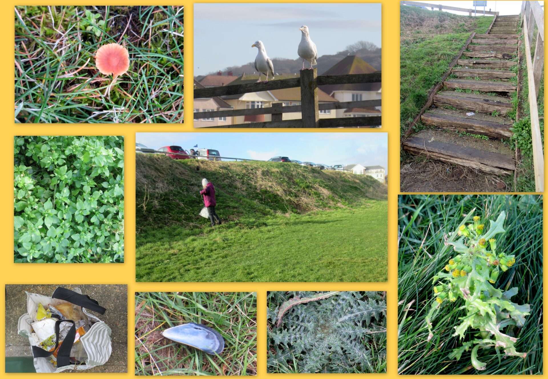 A Meander round the Sea Meadows with our "Renaturing champions ...